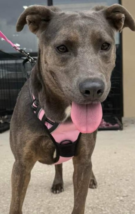 Putnam Pals – Putnam County Florida